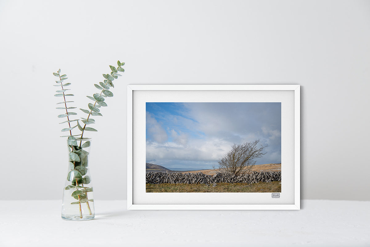 Windswept Tree in the Burren - Fine Art Print from Co. Clare – SIAR ...